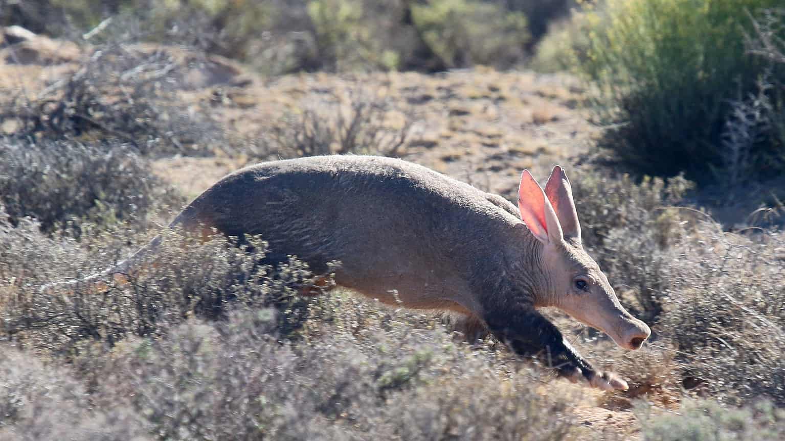 Aardvark Animal Facts - Orycteropus afer - A-Z Animals