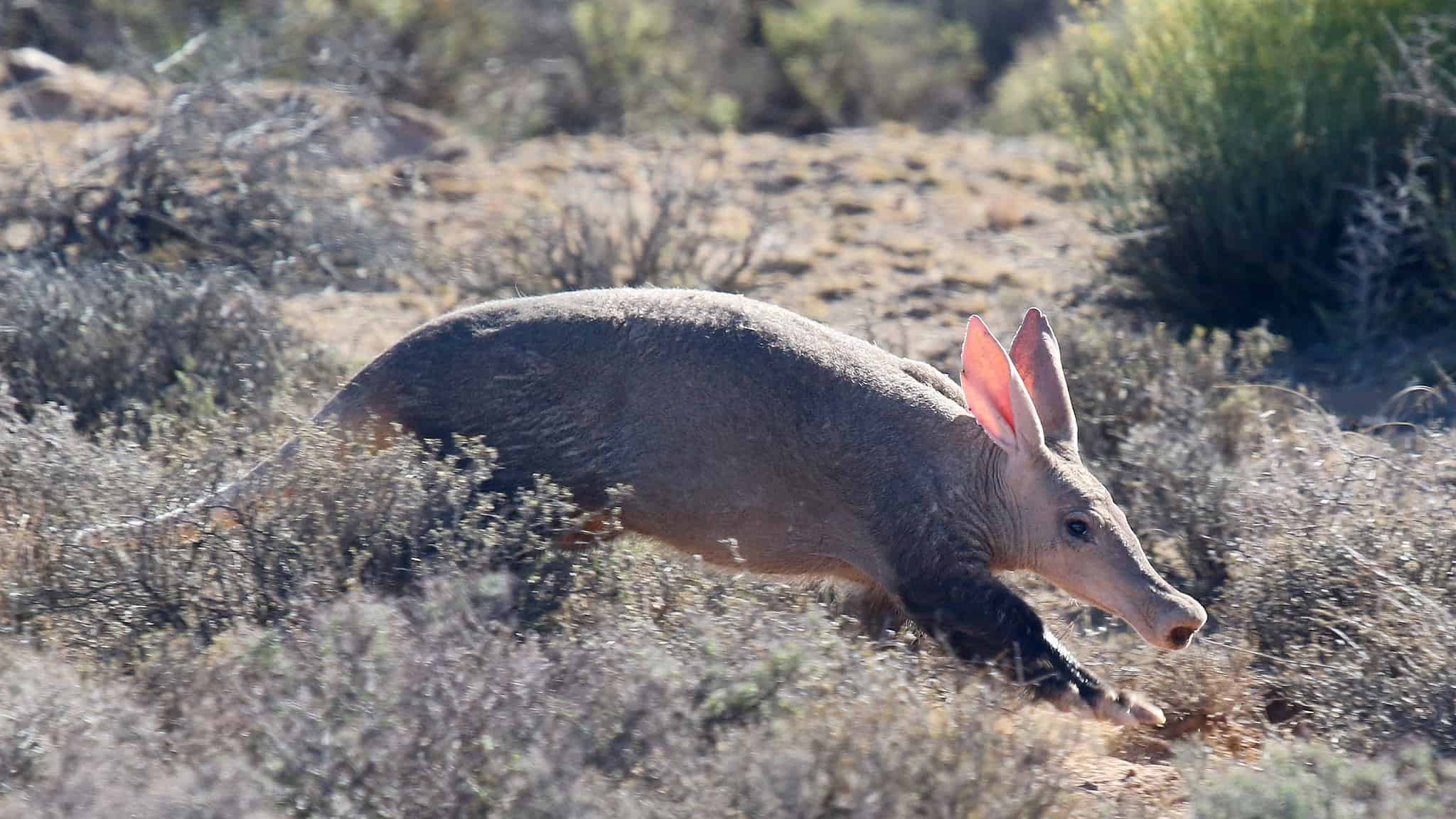 Aardvark Animal Facts - Orycteropus afer - A-Z Animals
