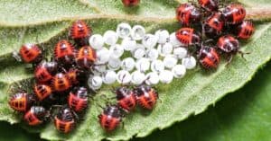 Ladybug Animal Pictures | A-Z Animals