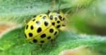 Discover the Official Ohio State Insect - A-Z Animals