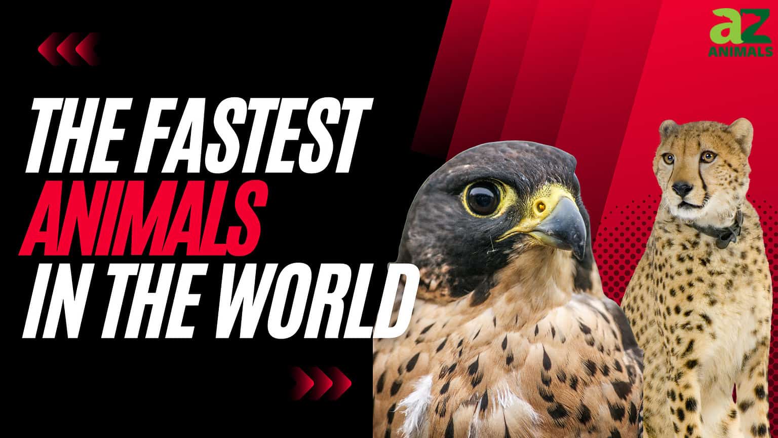 The Fastest Animals On Planet Earth (242 MPH!?)