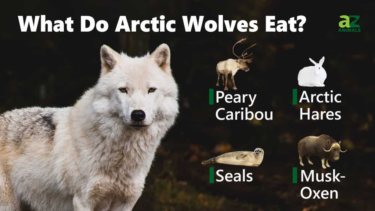 Arctic Wolf Animal Facts - Canus Lupus Arcticus - A-Z Animals