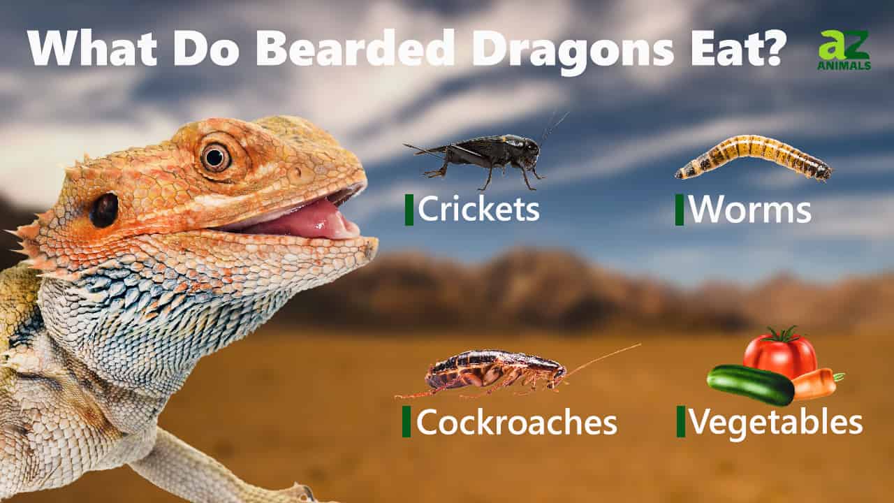Bearded Dragon Animal Facts - Pogona Vitticeps - A-Z Animals