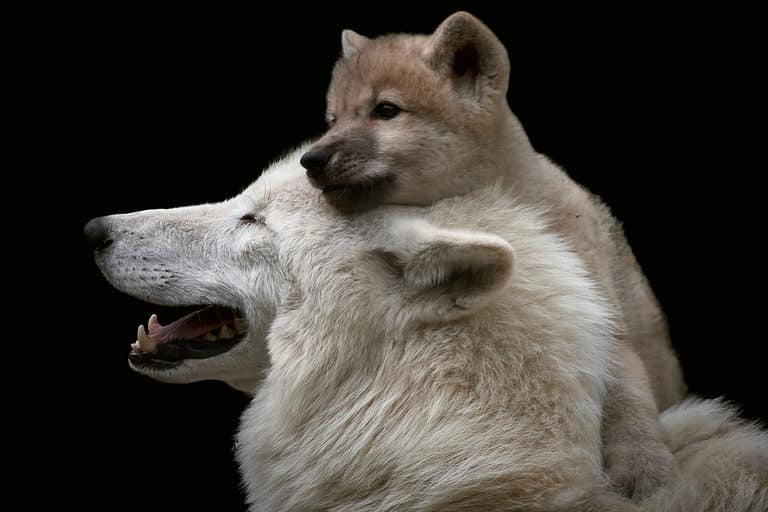 Arctic Wolf Animal Facts - Canus Lupus Arcticus - A-Z Animals