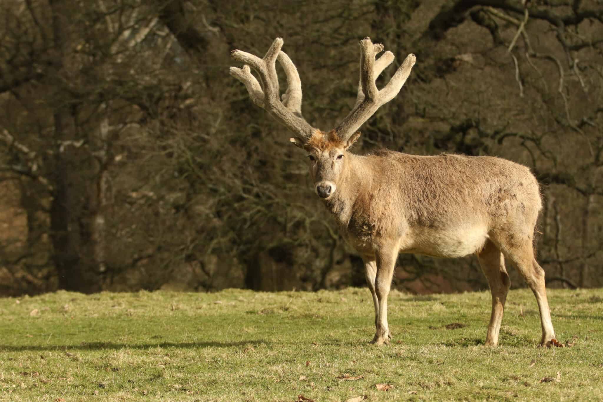 Père David’s Deer Animal Facts - Elaphurus davidianus - A-Z Animals