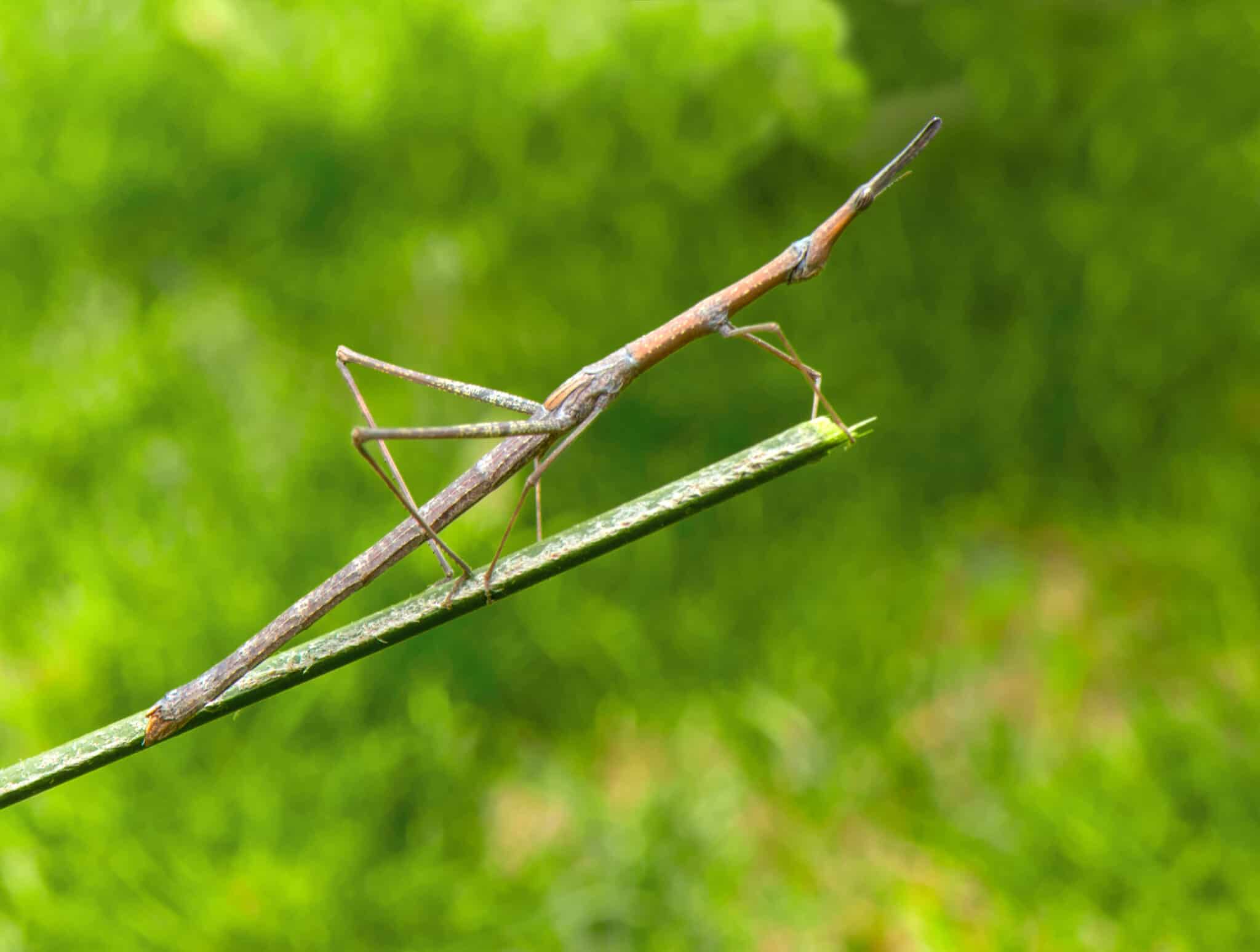 The Giant Walking Stick Hides in Plain Sight