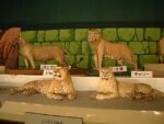 Hybrid Animals: 12 Mythological Species that Actually Exist! | AZ Animals