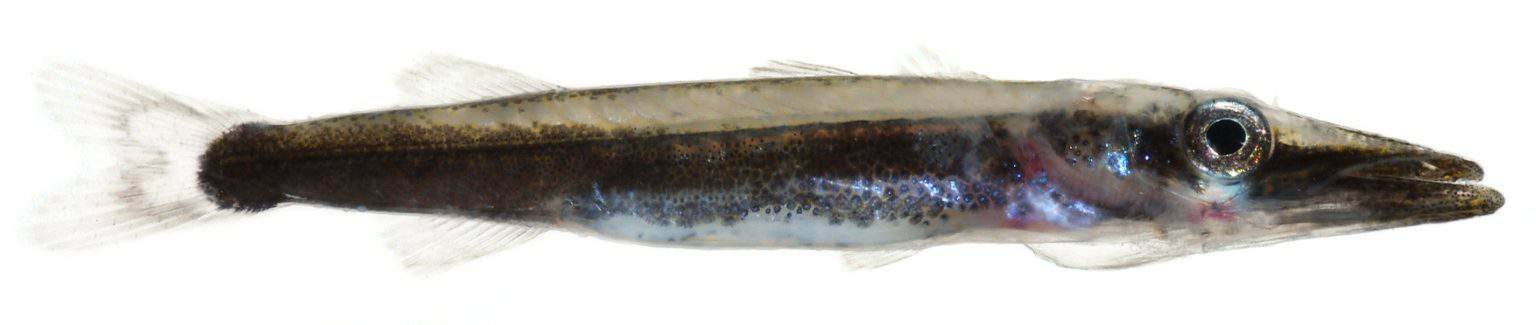 Barracuda Animal Facts - Sphyraenidae - A-Z Animals