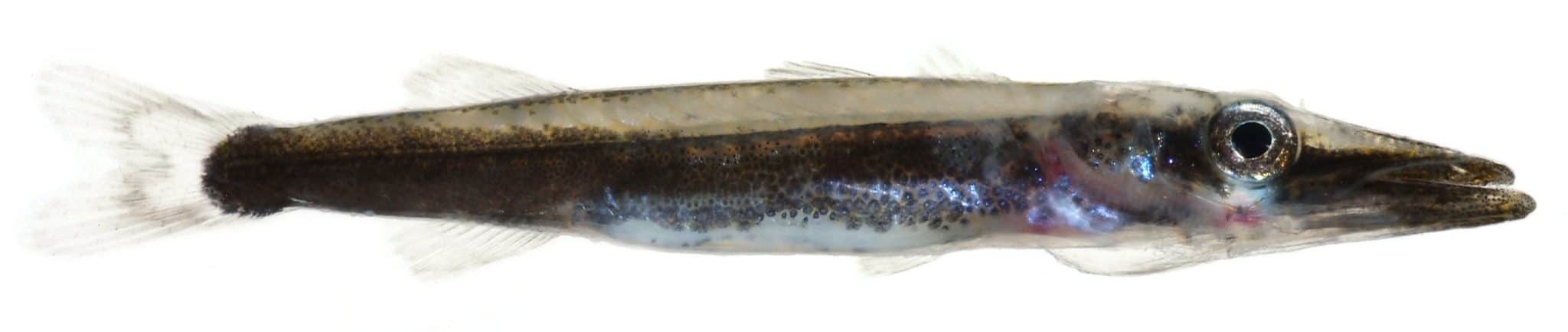 Barracuda Animal Pictures | A-Z Animals