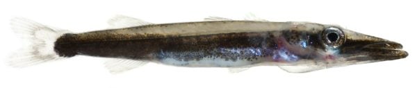 Barracuda Animal Facts - Sphyraenidae - A-Z Animals