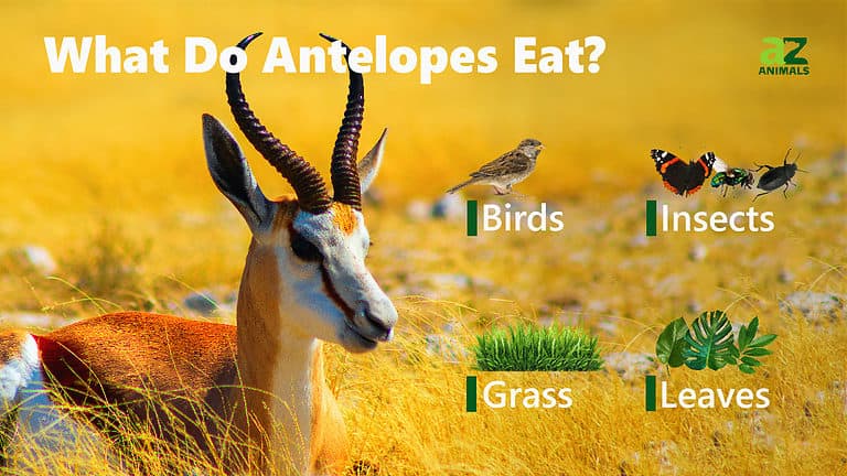 Antelope Animal Facts - A-Z Animals