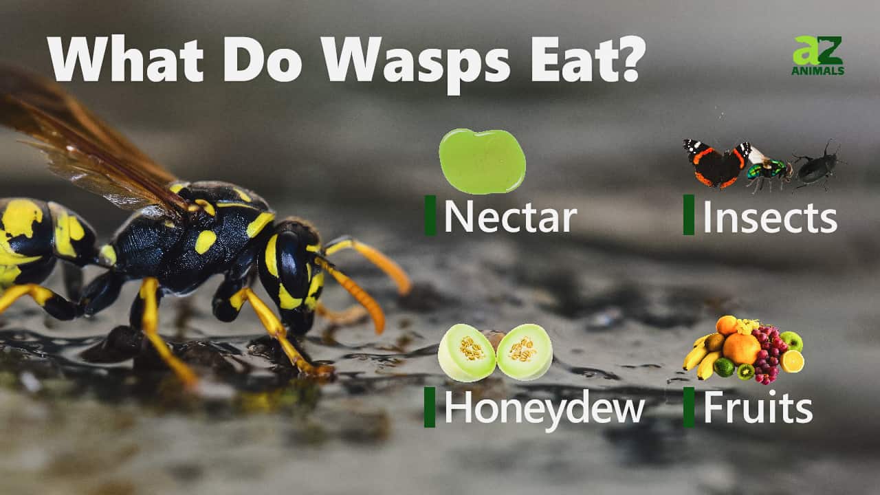 Wasp Insect Facts - A-Z Animals