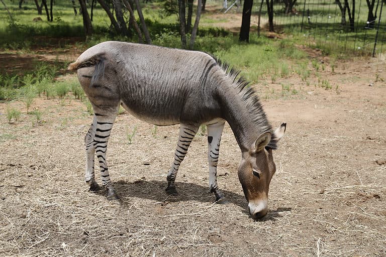 Proof That a Zonkey is a Real Animal — See for Yourself - A-Z Animals