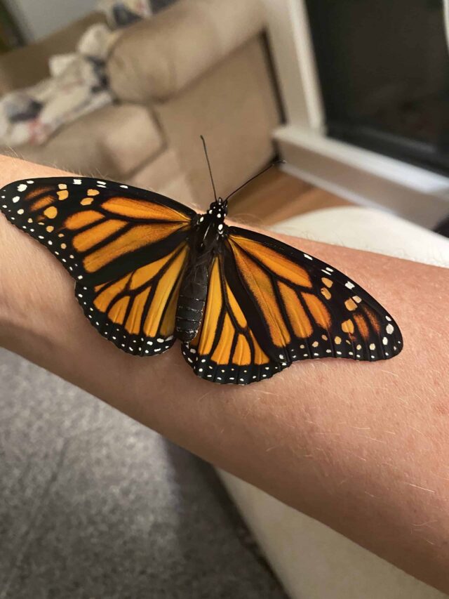 Monarch Butterfly Insect Facts - Danaus plexippus - A-Z Animals