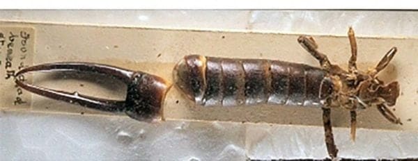 Extinct Species: The 9 Coolest Animals Ever to Live | AZ Animals