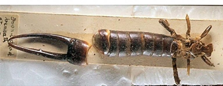 The 9 Coolest Extinct Animals to Ever Walk the Earth - IMP WORLD