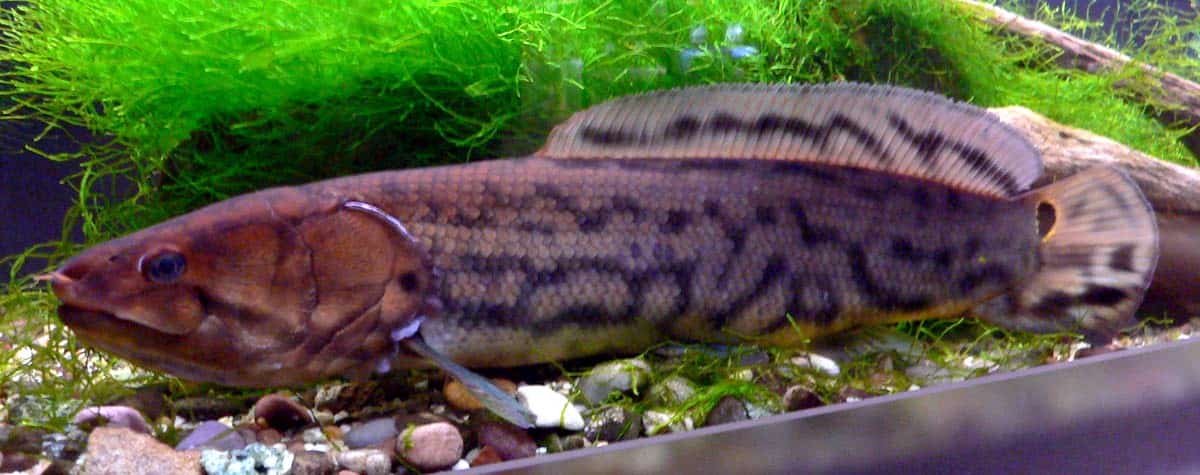 Bowfin Fish Facts - Amia calva - A-Z Animals