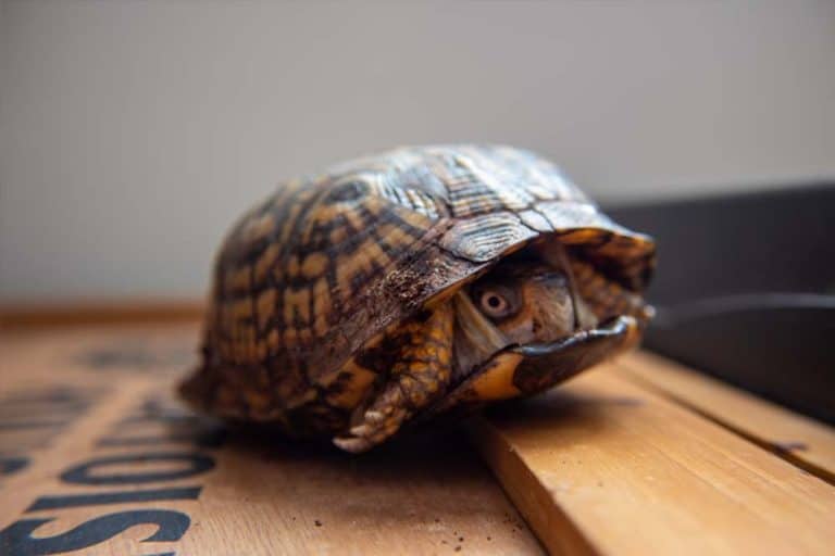 Box Turtle vs Snapping Turtle: What Are The Differences? - IMP WORLD