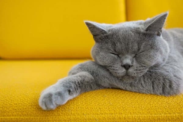 Laziest Animals on Earth: Top 15 | Lazy Animals | AZ Animals