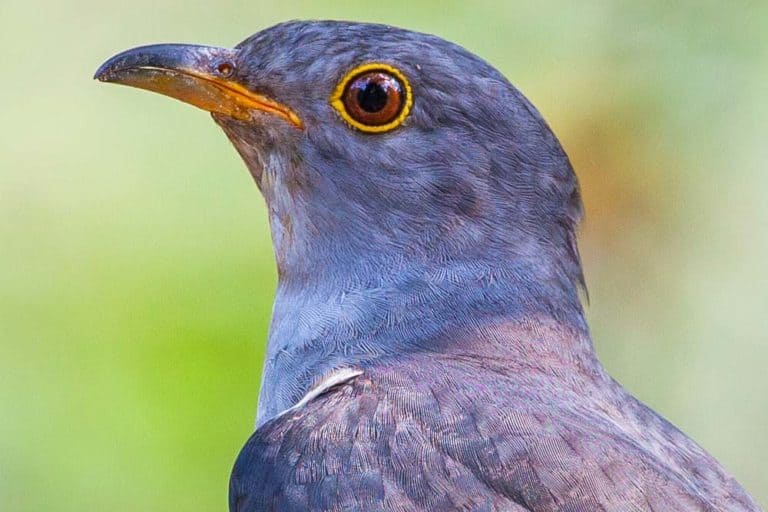 Laziest Animals on Earth: Top 15 | Lazy Animals | AZ Animals