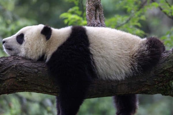 Giant Panda Bear Animal Facts - Ailuropoda melanoleuca - A-Z Animals