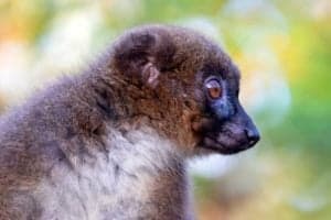 What is a Primate? - A-Z Animals