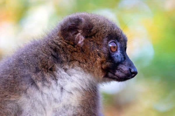 Are Lemurs Nocturnal Or Diurnal? Their Sleep Behavior Explained - A-Z ...