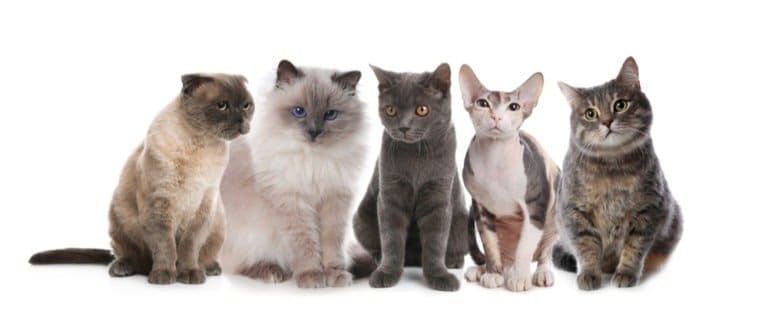 Pet Cat Breeds - Types of Pet Cats - A-Z Animals
