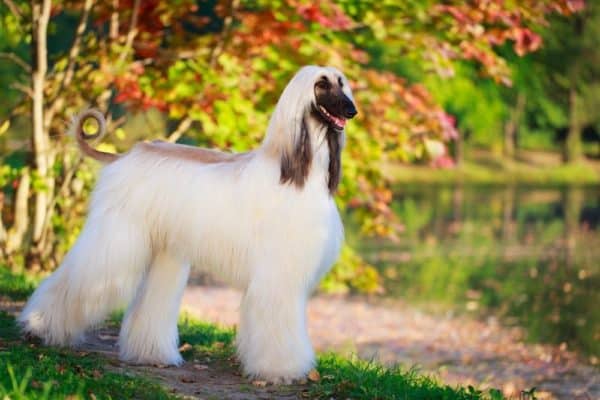 From Gentle Giants to Loyal Protectors: The Best Large Dog Breeds - A-Z ...