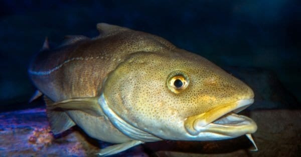 Codfish Fish Facts - Gadus spp. - A-Z Animals