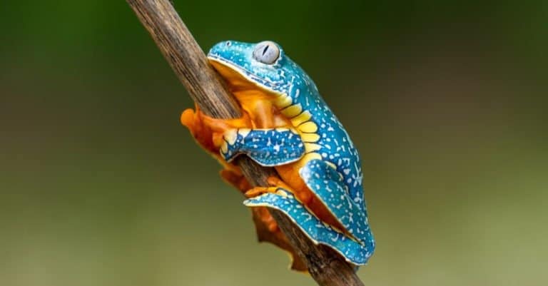Amphibians: Different Types, Definition, Photos, and More - A-Z Animals