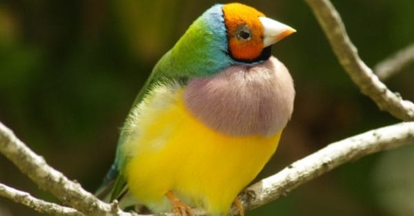 Gouldian Finch Animal Facts - Erythrura gouldiae - A-Z Animals