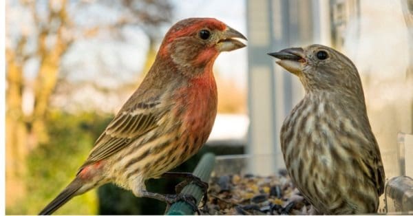 House Finch Animal Facts - Haemorhous mexicanus - A-Z Animals