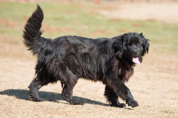 Newfoundland Animal Facts - Canis lupus familiaris - A-Z Animals