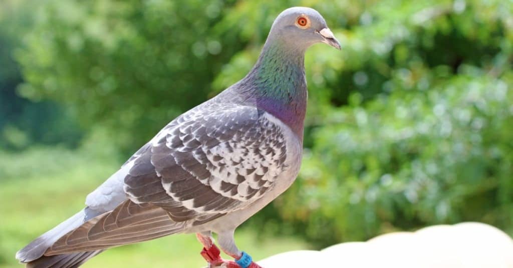 Pigeon Animal Pictures | A-Z Animals