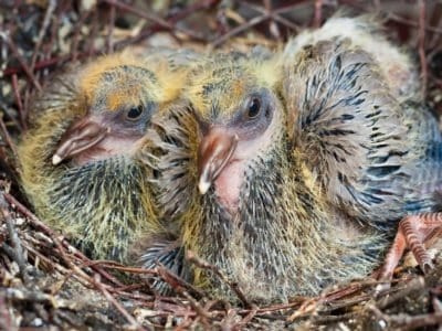 Pigeon | Incredible Facts, Pictures | AZ Animals