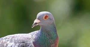 How Smart Are Pigeons? Everything We Know About Their Intelligence - A ...