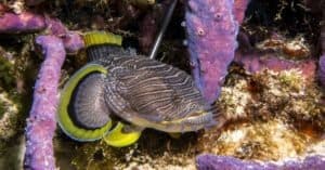 Toadfish Fish Facts - A-Z Animals