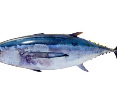 Albacore Tuna | Incredible Facts, Pictures | AZ Animals