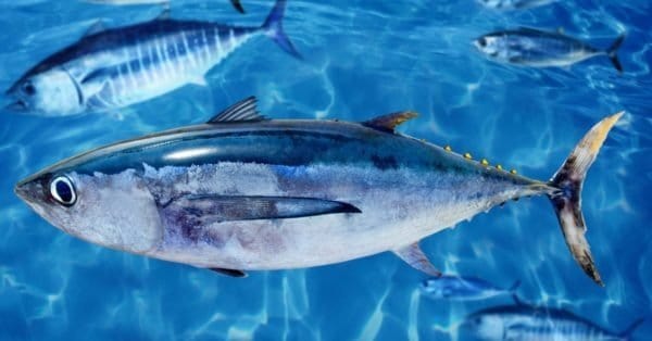 Albacore Tuna Animal Facts - Thunnus alalunga - A-Z Animals