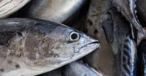 Skipjack Tuna vs Albacore Tuna: 6 Key Differences - A-Z Animals
