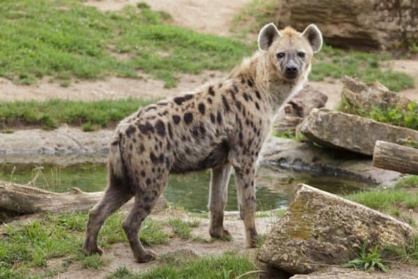 Hyena Animal Facts - Crocuta Crocuta - A-Z Animals