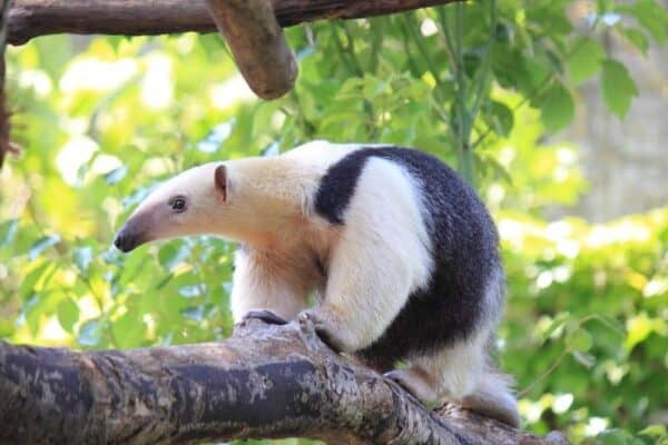 Anteater Animal Facts - Myrmecophaga Tridactyla - A-Z Animals