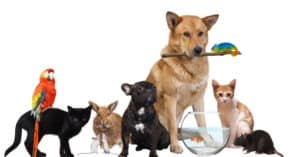 Pet Animals - Types of Pet Animals - A-Z Animals