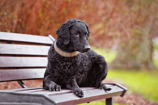 From Gentle Giants to Loyal Protectors: The Best Large Dog Breeds - A-Z ...