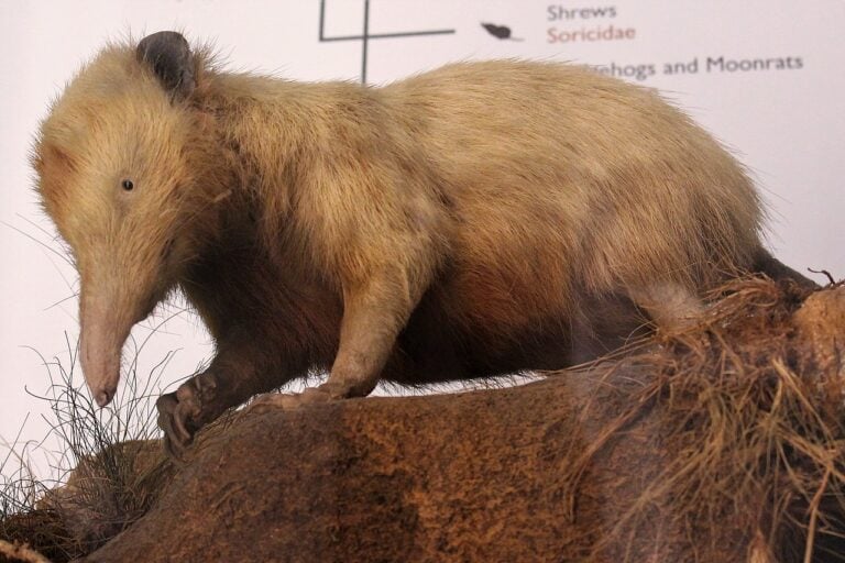 Not Just Snakes: 9 Mammals That Developed Venom - A-Z Animals
