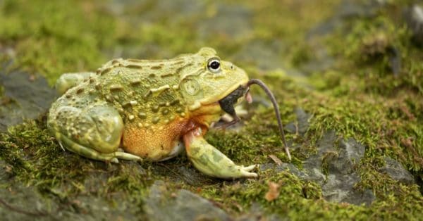 Eye-Powered Eating: Why Frogs Use Their Sight to Swallow - A-Z Animals