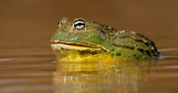African Bullfrog Animal Facts - Pyxicephalus adspersus - A-Z Animals