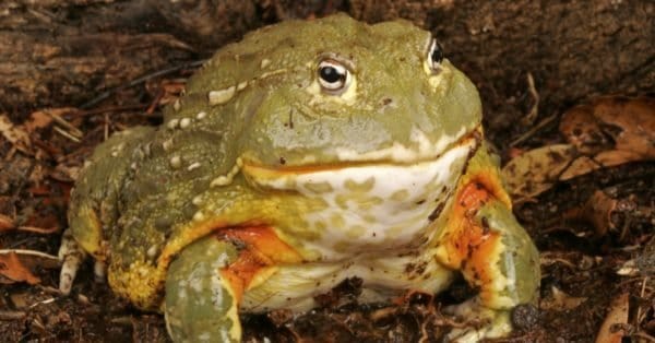 African Bullfrog Animal Facts - Pyxicephalus adspersus - A-Z Animals