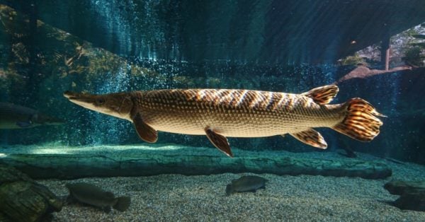 Alligator Gar Animal Facts - Atractosteus spatula - A-Z Animals
